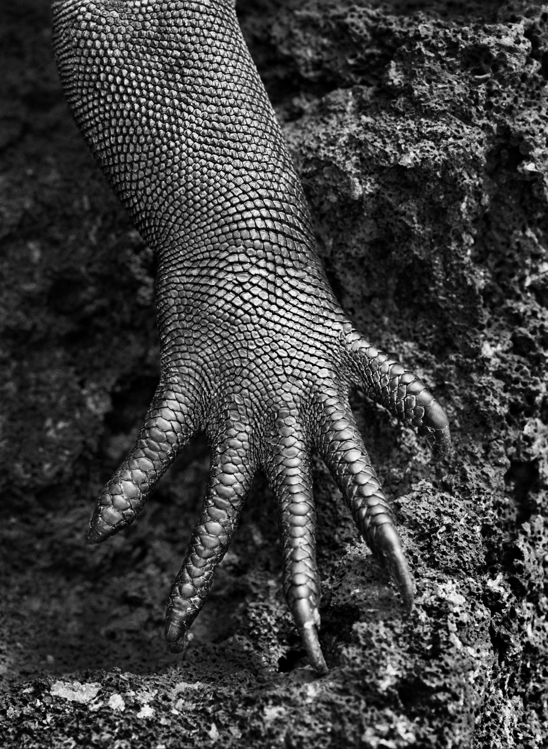 Sebastião Salgado's Genesis: humanity and nature through the lens of a ...
