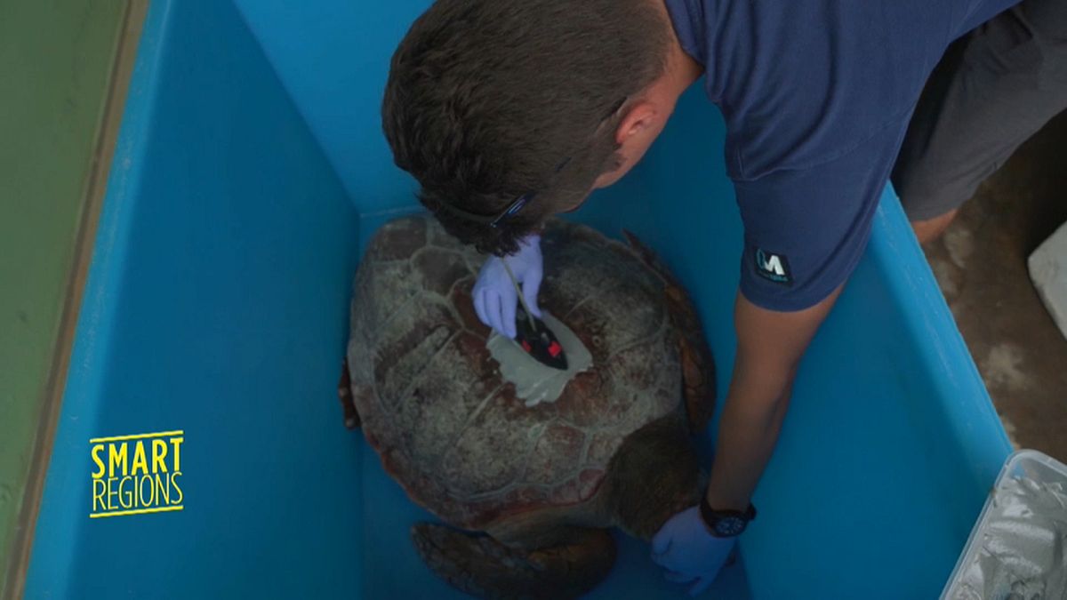 Meet the researchers using sea turtles to learn more about cyclones ...