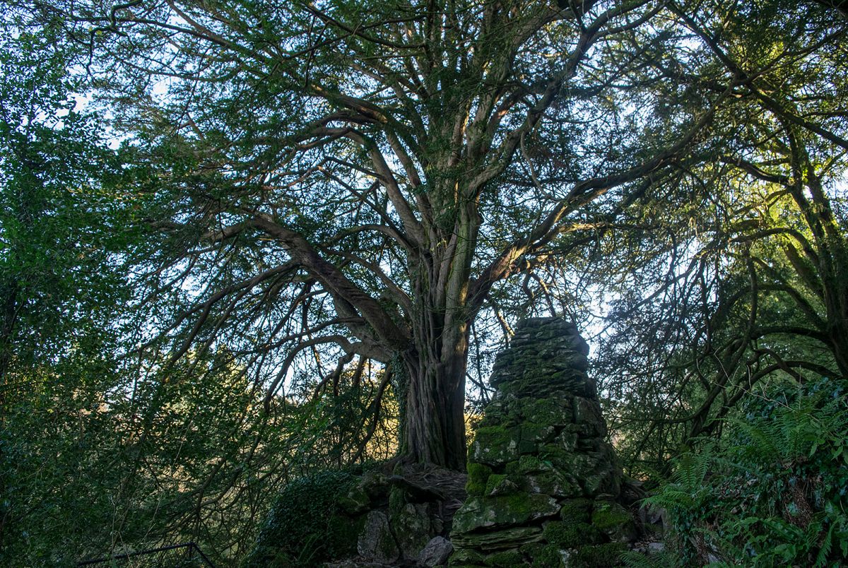Which tree did voters root for in European Tree of the Year 2020 ...