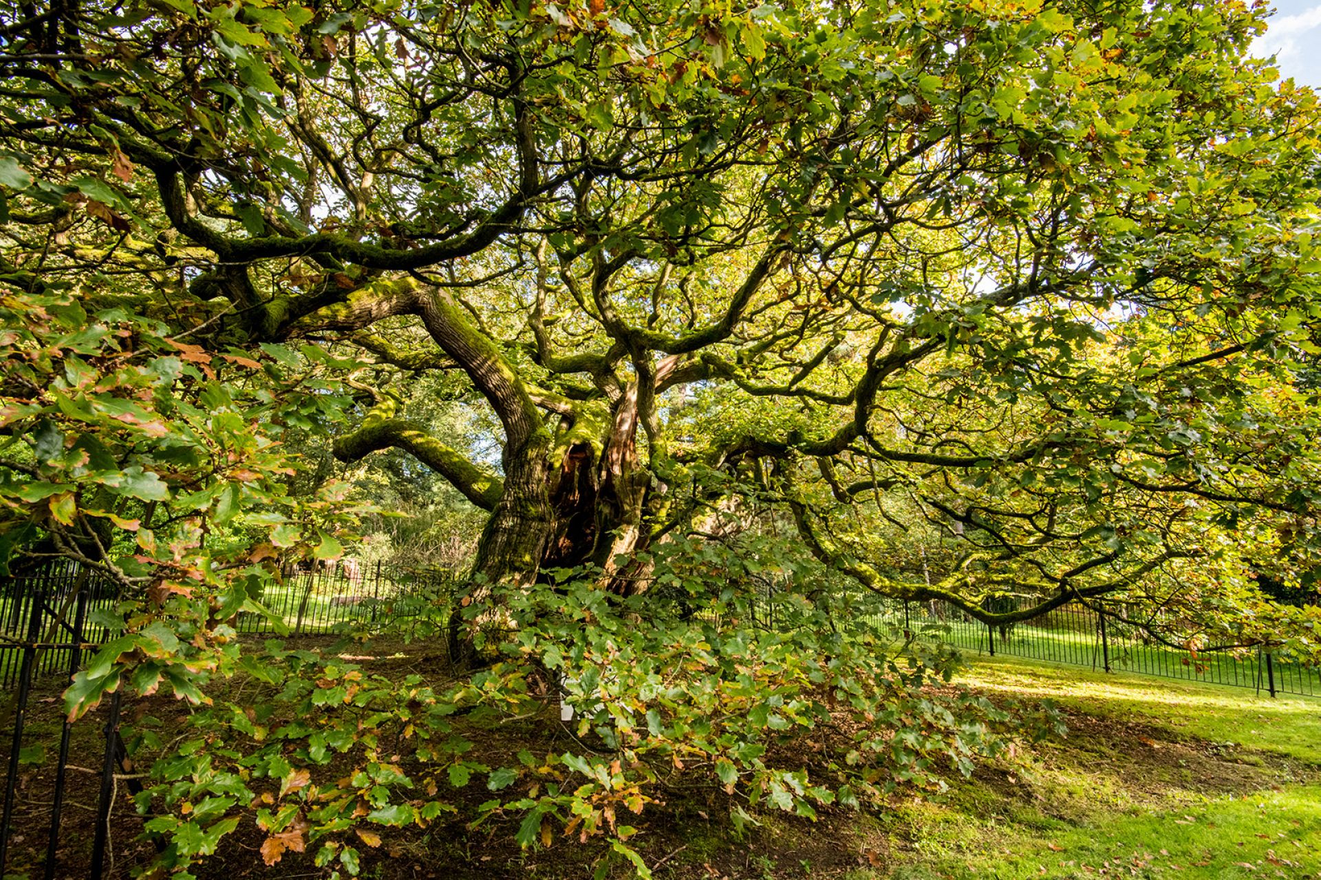 Which tree did voters root for in European Tree of the Year 2020 ...