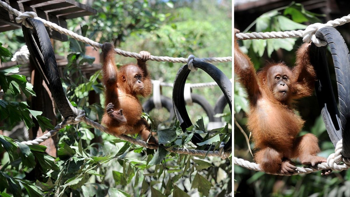 Orangutan conservationists protect critically endangered species from ...