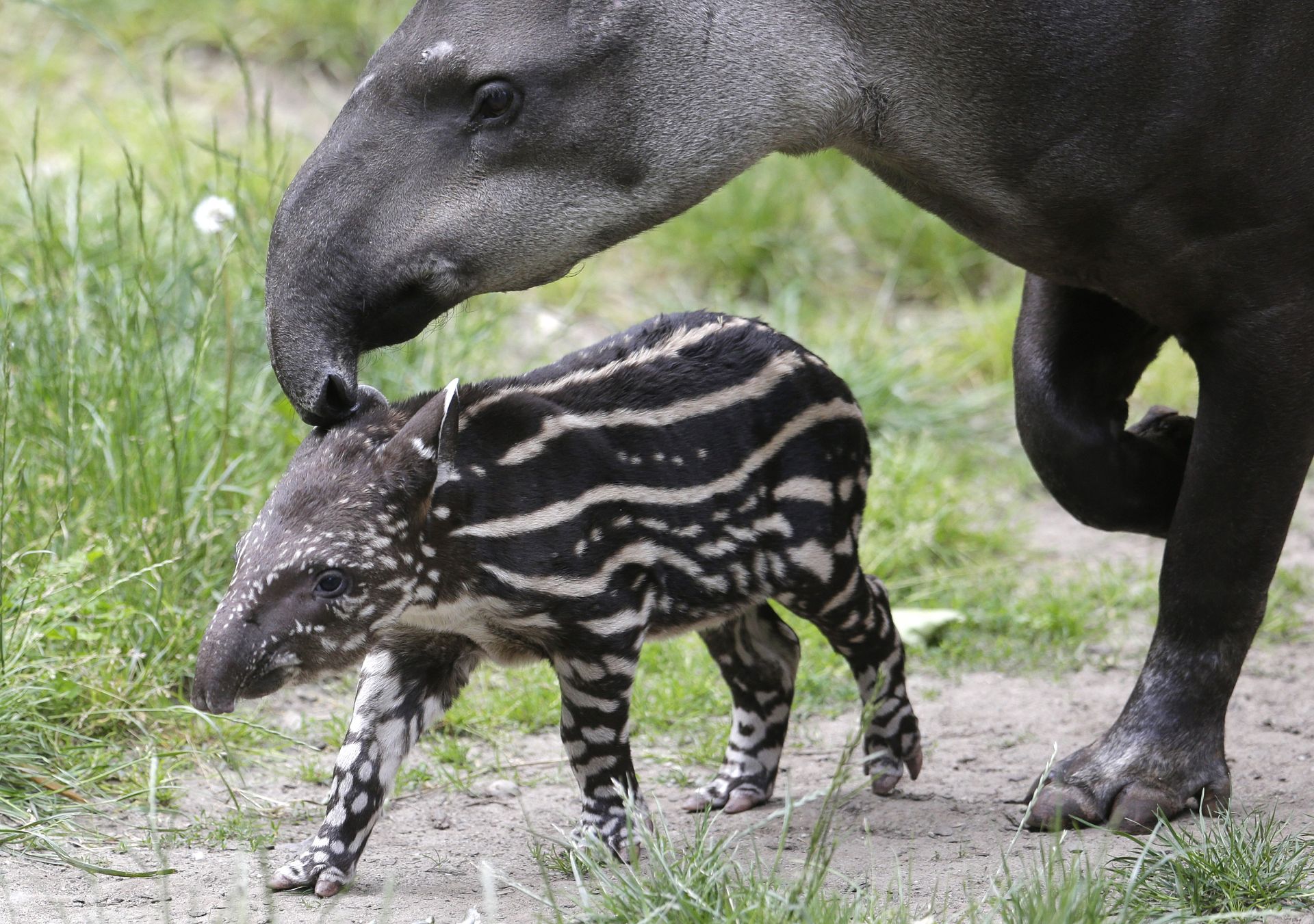 Meet the first tapir calf born in the wild in Rio de Janeiro State in a ...