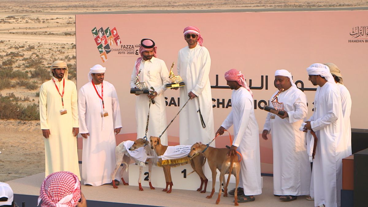 A breed for speed, Salukis in the Gulf race to be top dog | Euronews
