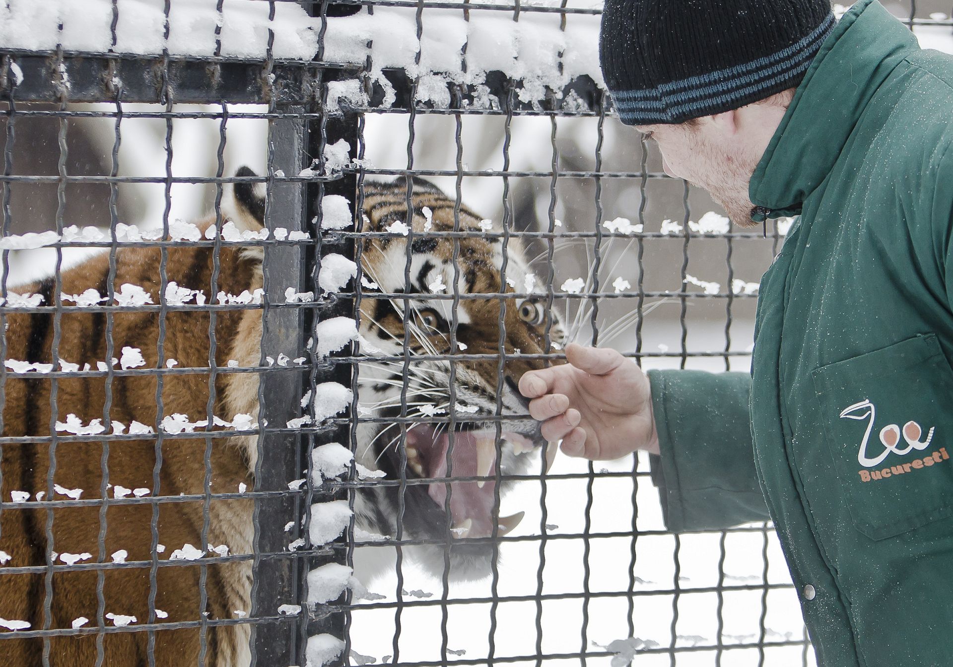 Europe's 'Tiger Kings': New report highlights scale of captive tigers ...