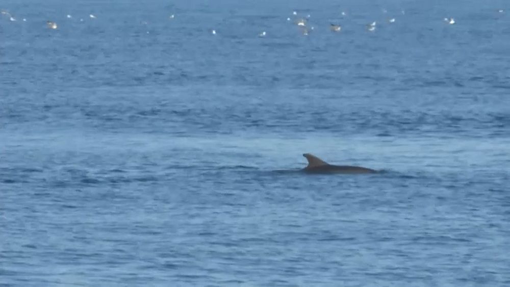 Dolphins take advantage of Turkey's lockdown to explore Istanbul's ...
