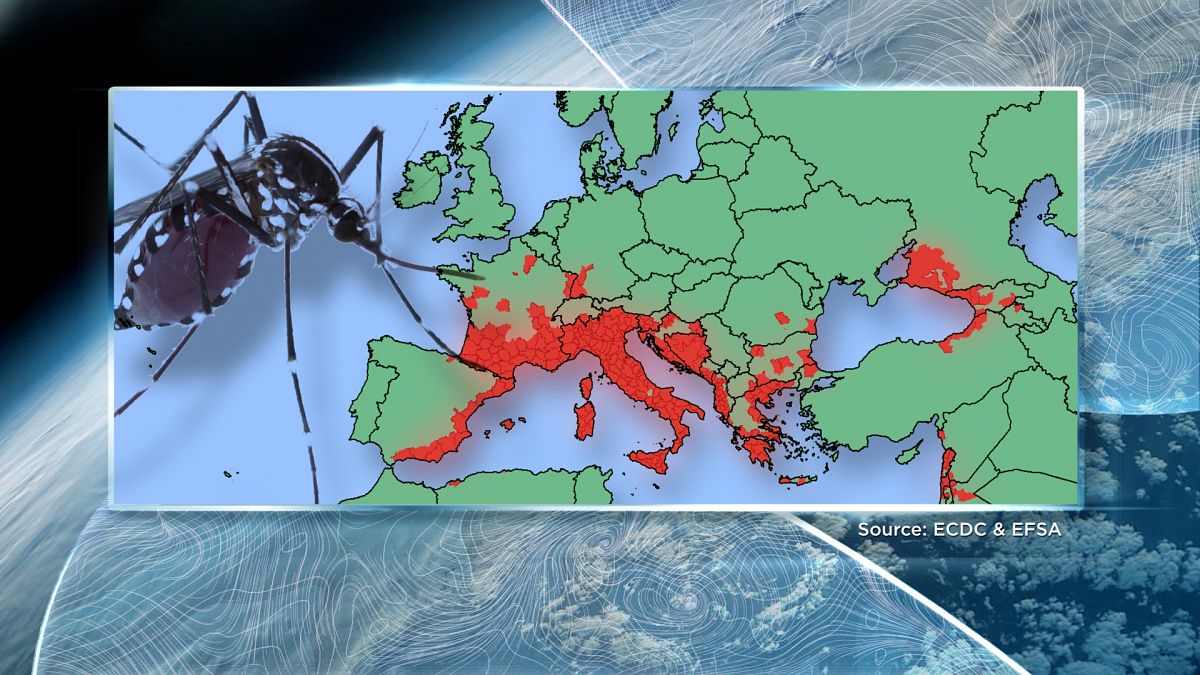 Is climate change increasing the risk of disease in Europe? | Euronews