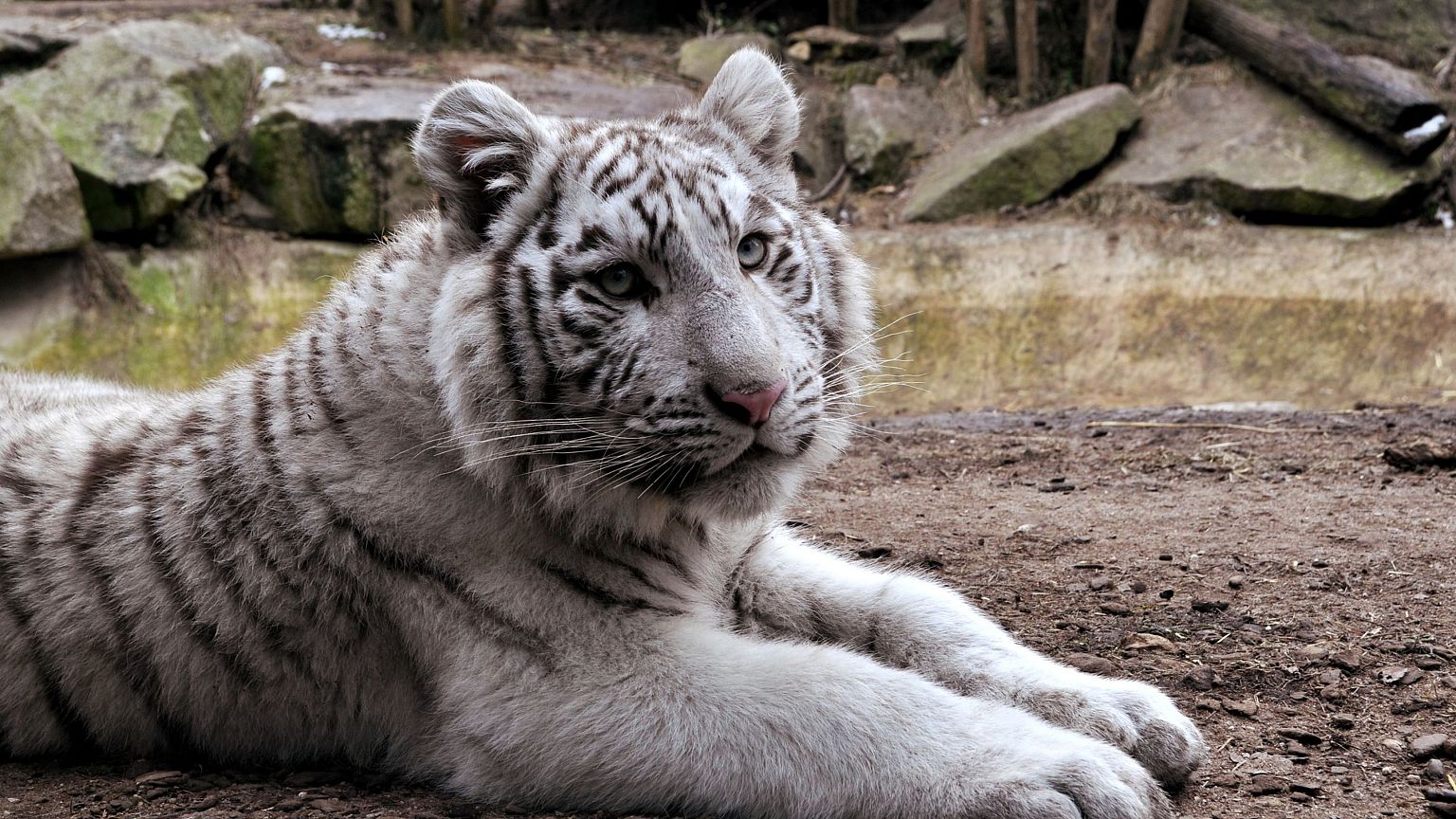 White tiger cubs, brother and sister, greet visitors at Bulgarian zoo ...