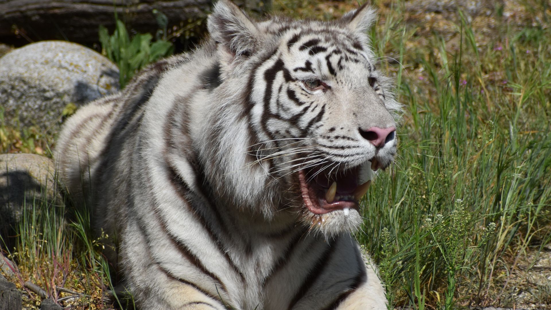 White tiger cubs, brother and sister, greet visitors at Bulgarian zoo ...