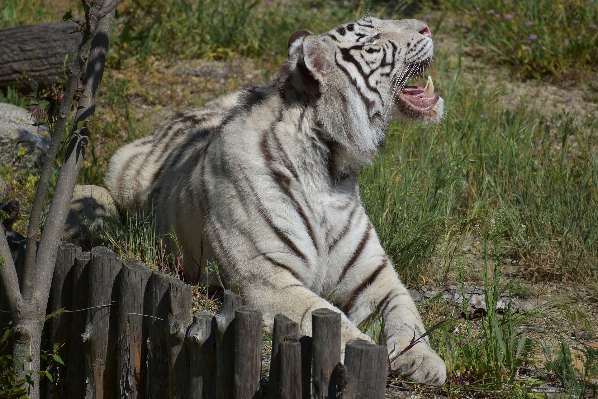 White tiger cubs, brother and sister, greet visitors at Bulgarian zoo ...