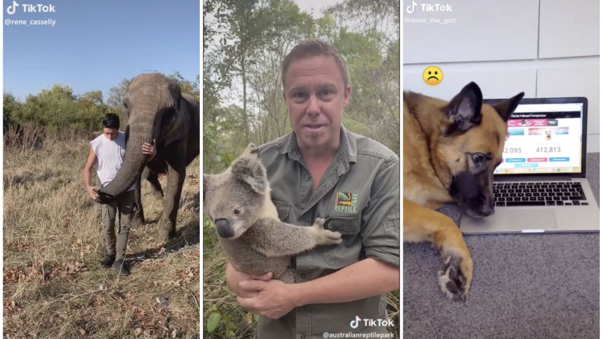 From circus elephants to dog videos: Do animals belong on TikTok ...