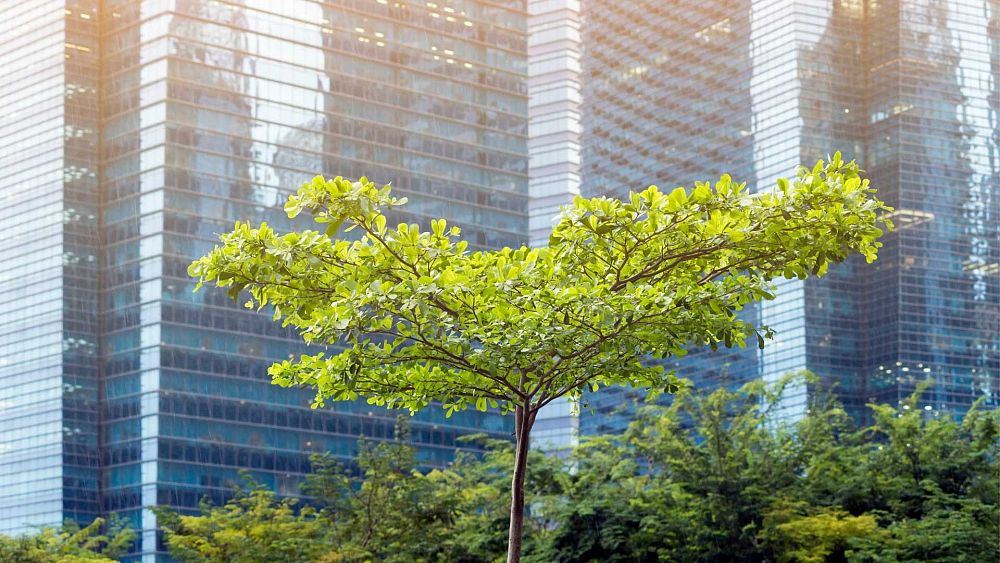 More trees in cities could save 400 lives annually | Euronews