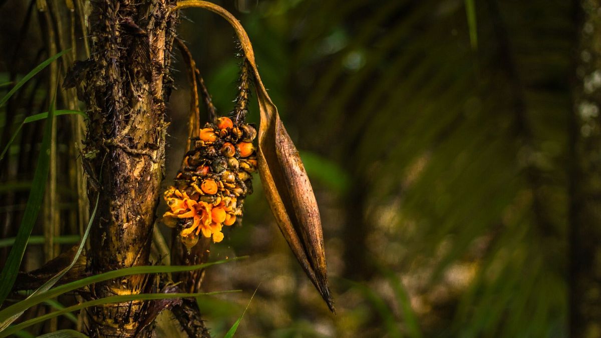 Harnessing the power of thousands of unique plants in the Amazon ...