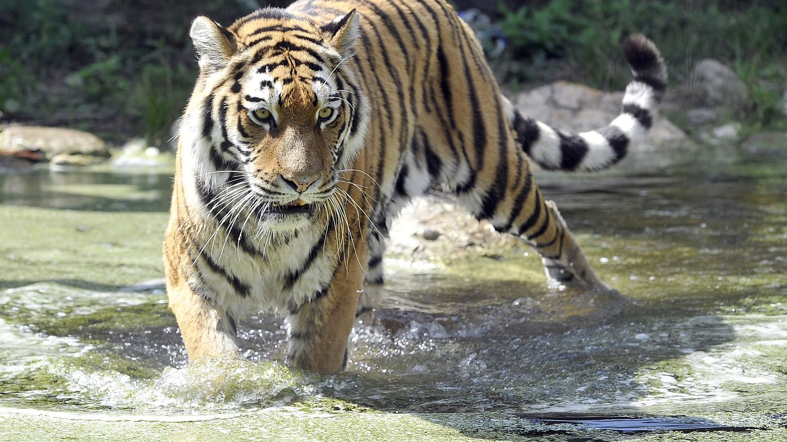 Siberian Tiger Attacking