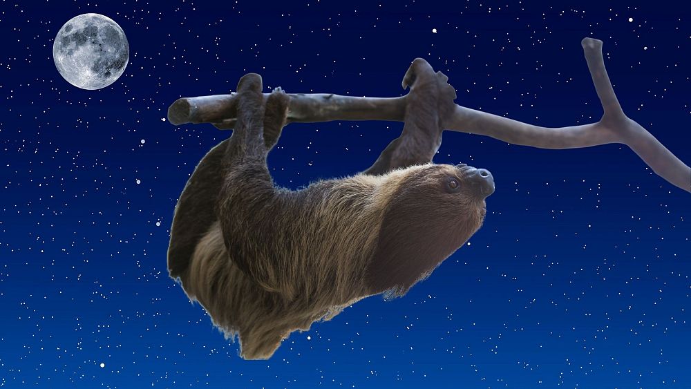 Nocturnal sloths are adapting to habitat destruction by coming out in ...