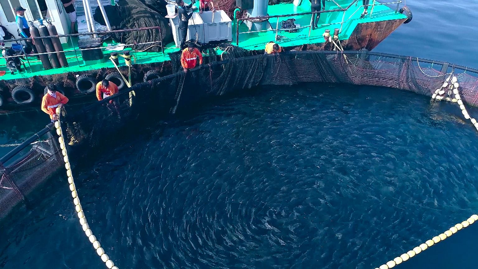 Could inland fish farms ease the UAE’s depleted fish stocks? | Euronews