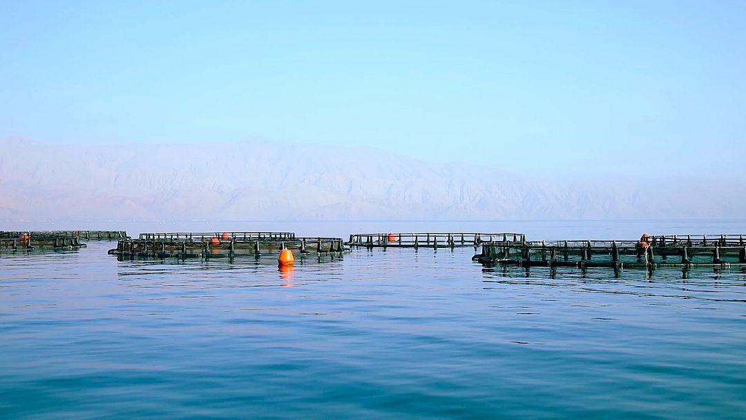 Could inland fish farms ease the UAE’s depleted fish stocks? | Euronews
