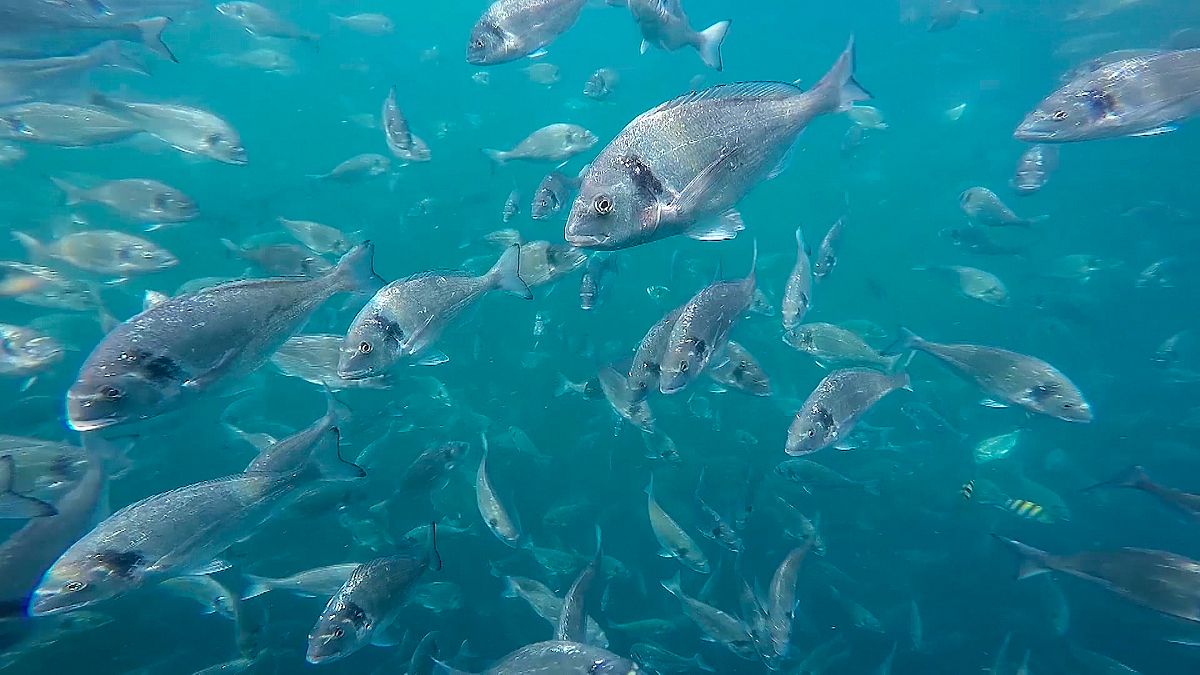 Could inland fish farms ease the UAE’s depleted fish stocks? | Euronews