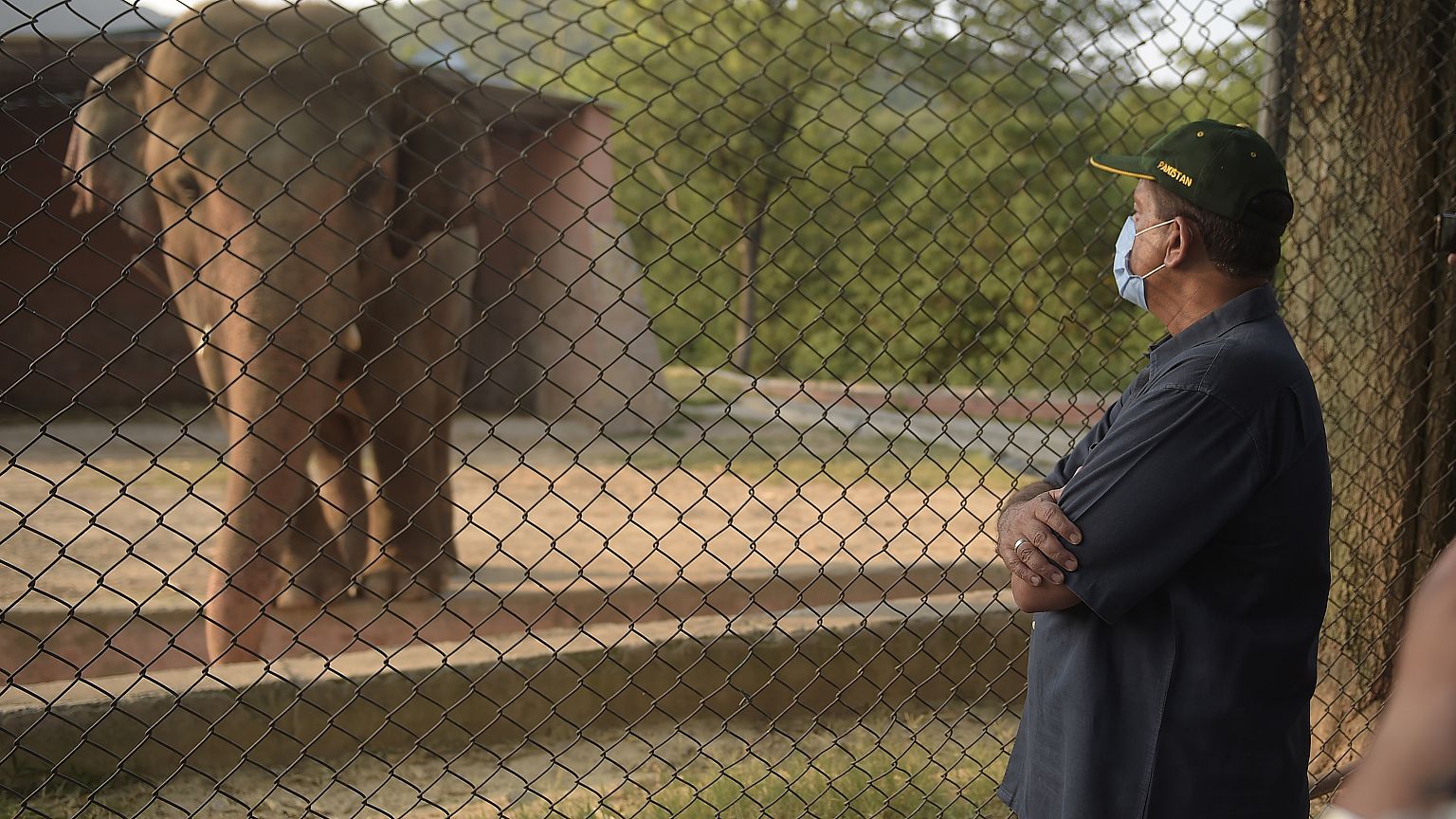 Elephant kept in chains in Pakistan is released after 35 years | Euronews