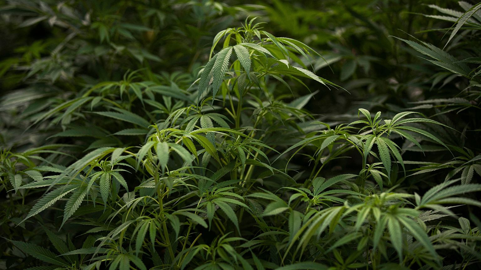 Study finds link between use of cannabis during pregnancy and risk of ...