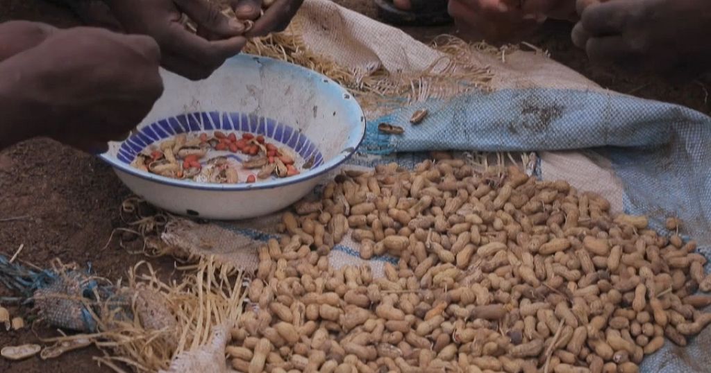 Sudan stuns traders by announcing sudden ban on exporting peanuts ...