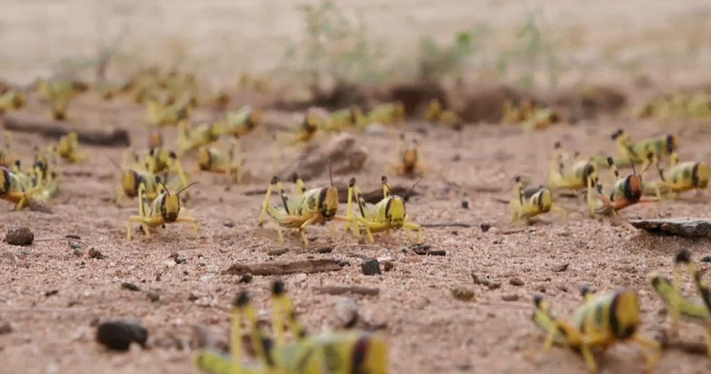 Kenyan Farmers Struggle with Locust Crop Damage | Africanews