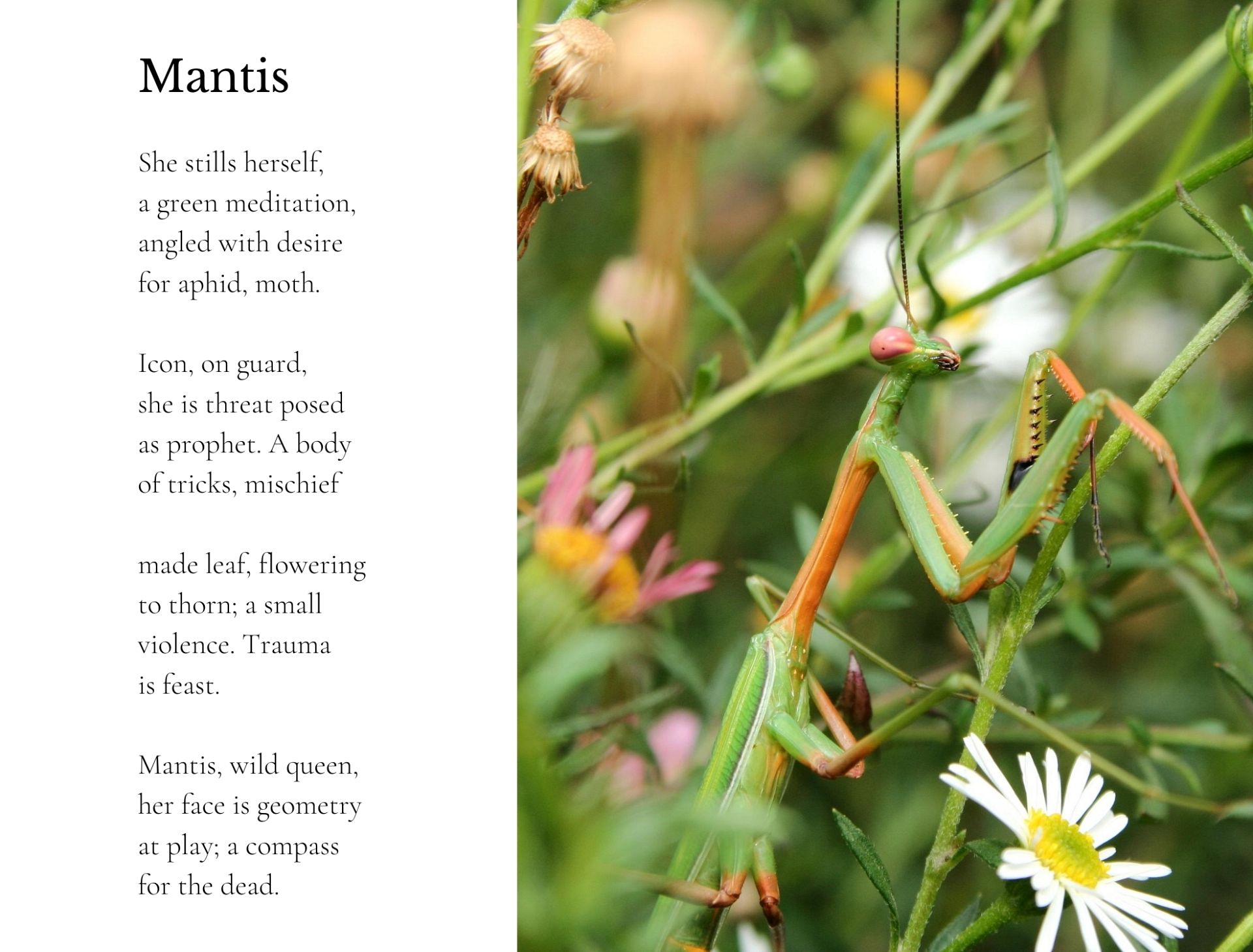 ‘My poems are not nice,’ Ella Duffy explores the sinister side of ...