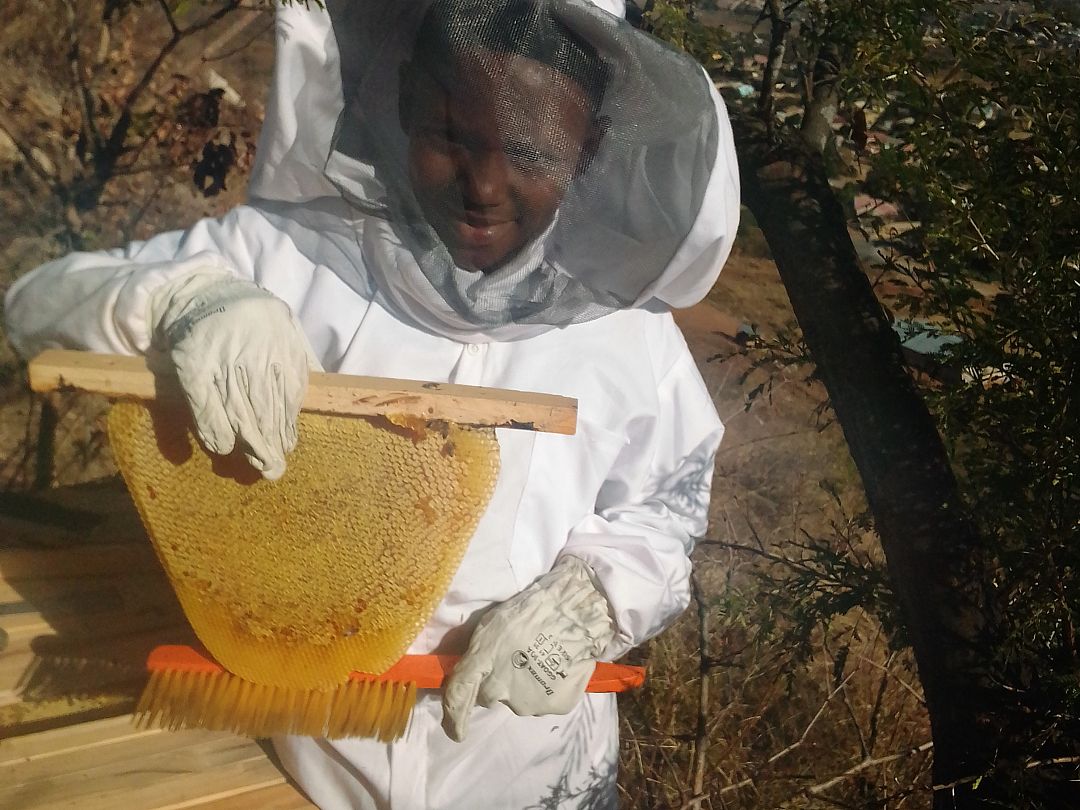 Zimbabwe’s bees are being saved from extinction by an innovative new ...