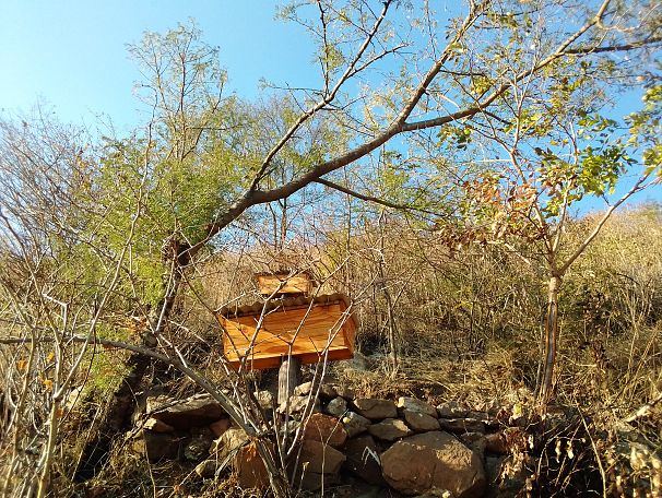 Zimbabwe’s bees are being saved from extinction by an innovative new ...