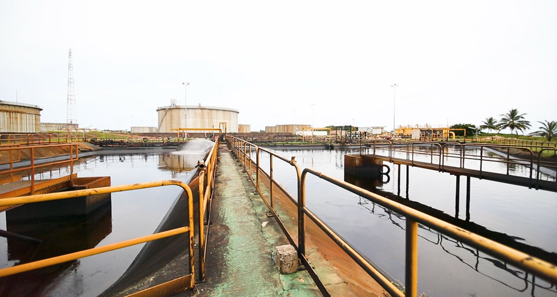 Total: Using biomimicry for cleaner water | Euronews