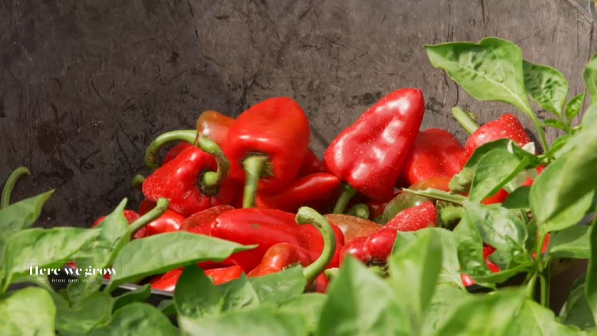 Exploring Valencia's abundant - and special - fruits and vegetables ...