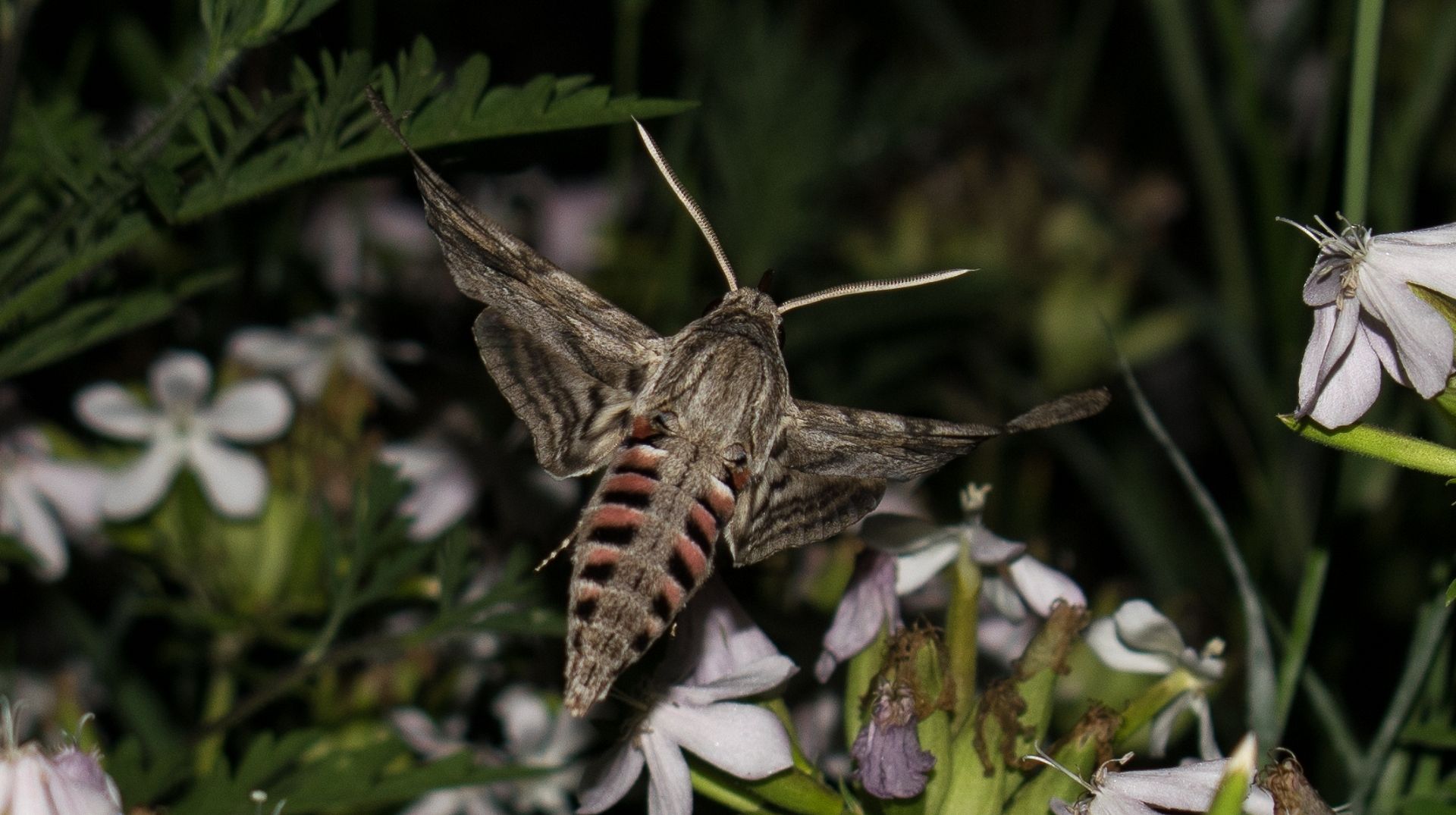 Could moths be the secret to understanding climate change? | Euronews