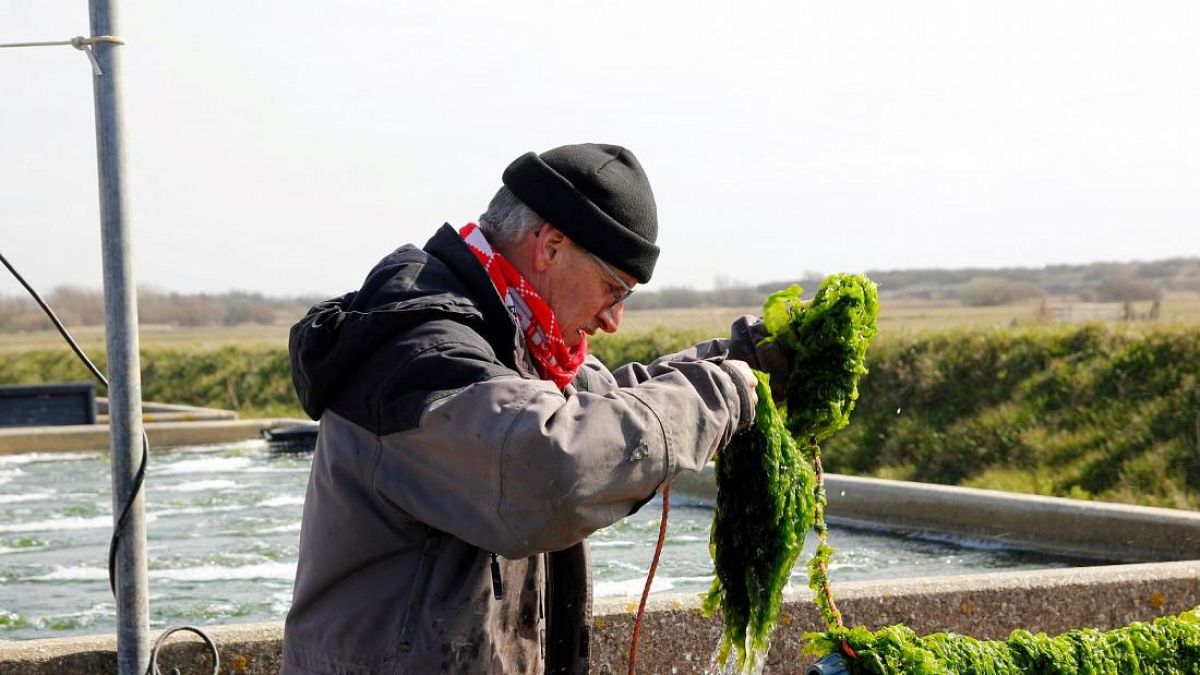 Growing vegetables in seawater could be the answer to feeding billions ...