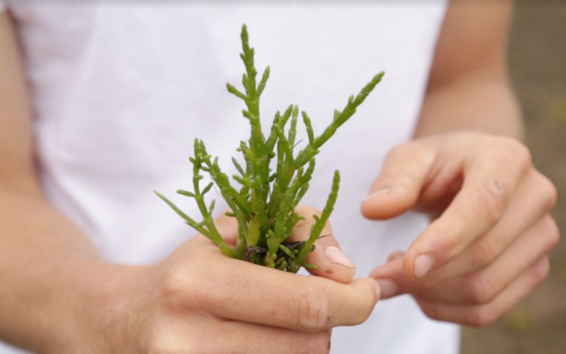 Growing vegetables in seawater could be the answer to feeding billions ...