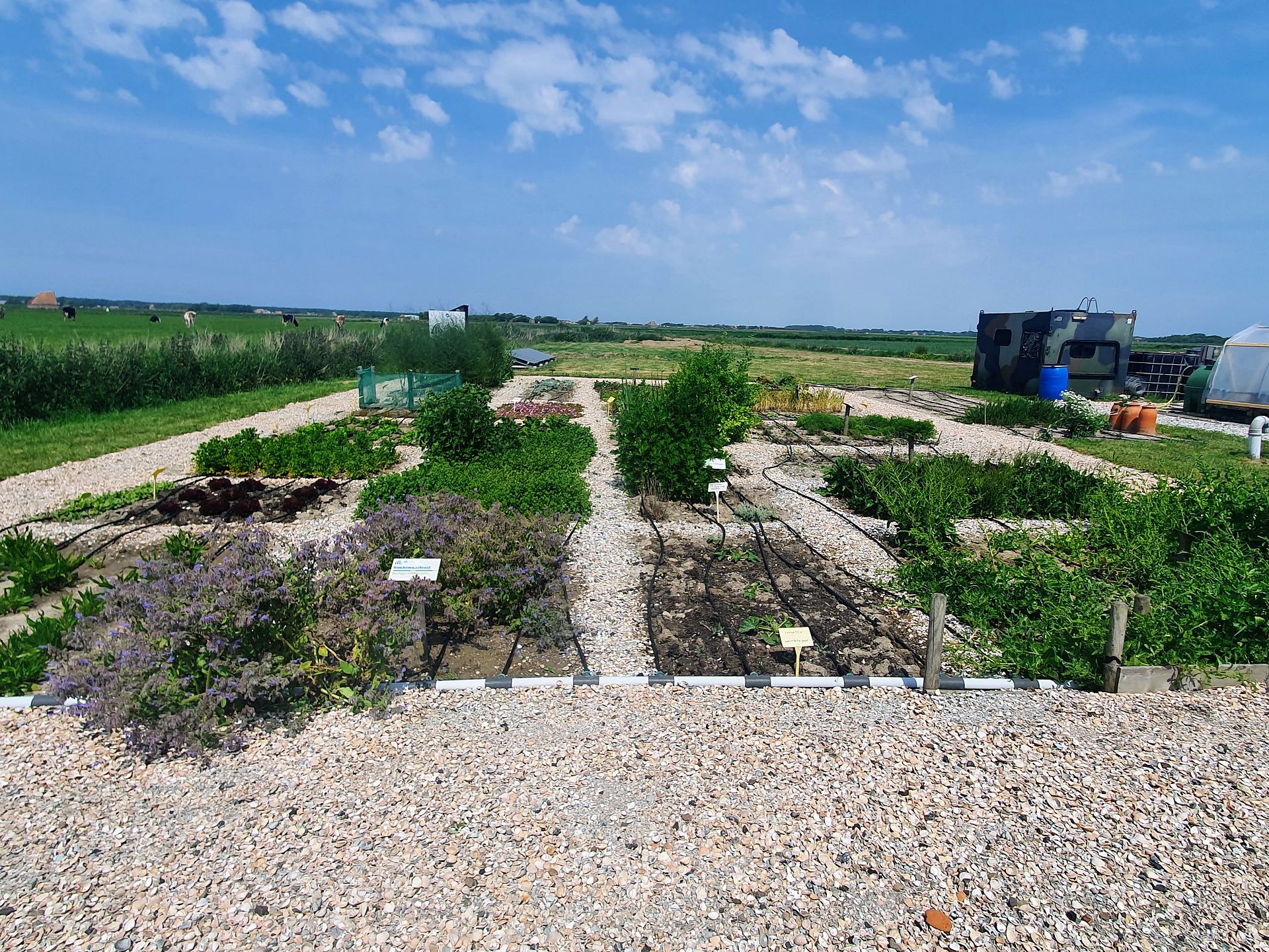 Growing vegetables in seawater could be the answer to feeding billions ...