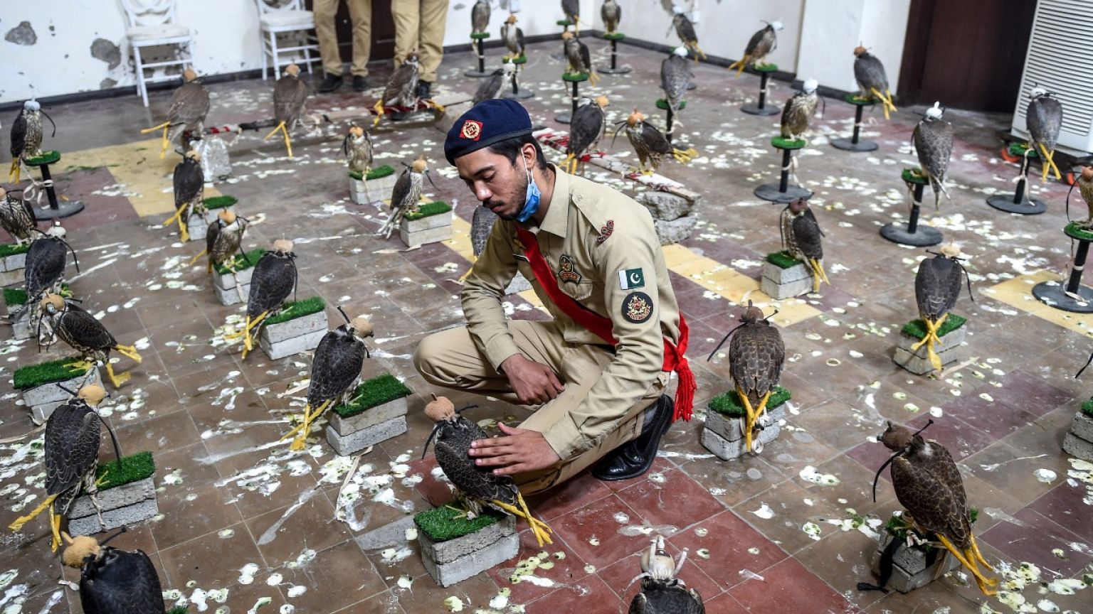 Pakistan gümrüğünde dev operasyon: Değeri milyon doları bulan 75 şahin ...