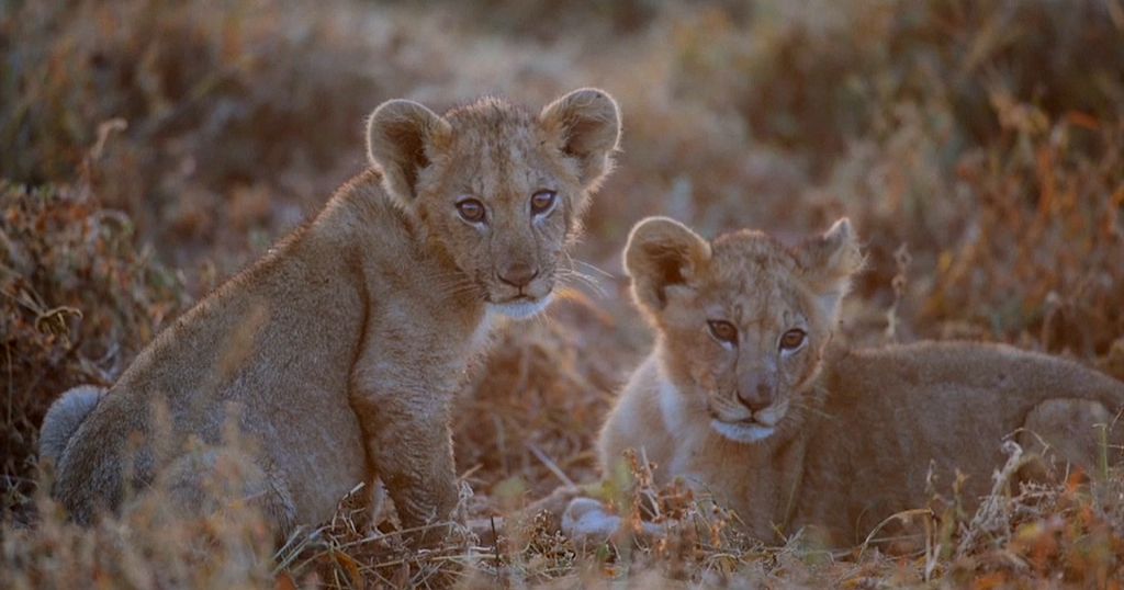 Kenya Sees Lion Cub Boom for the First Time in Decades | Africanews
