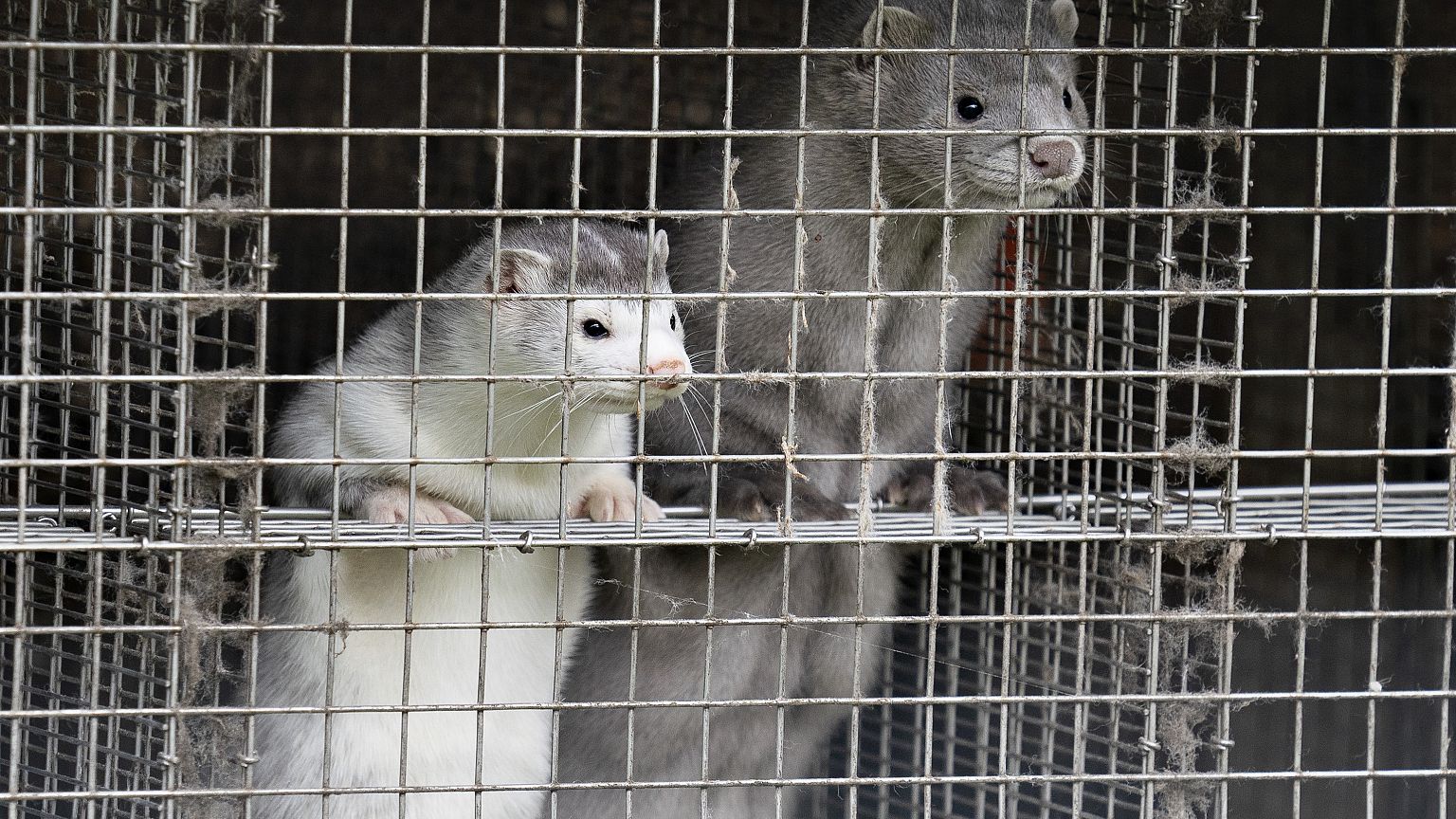 Denmark to cull millions of minks after mutated coronavirus spreads to ...