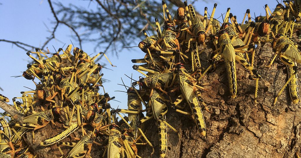 Kenya: Desert Locust Hunters in Full Effect to Control Infestation ...