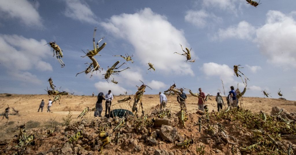 Somalia Faces Fresh Desert Locust Storm | Africanews