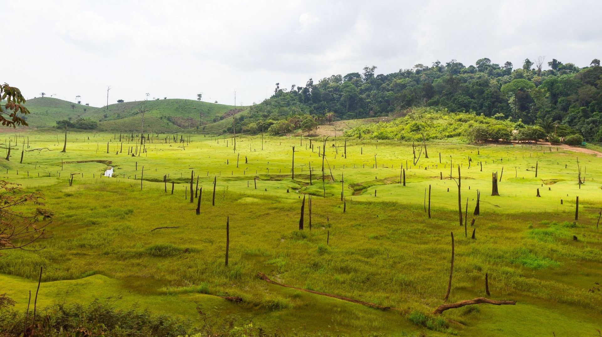 Regrowing forests may be the ‘single largest natural climate solution ...