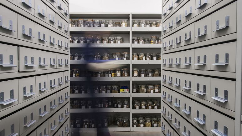 Millennium Seed Bank celebrates 20 years of preserving plant heritage ...