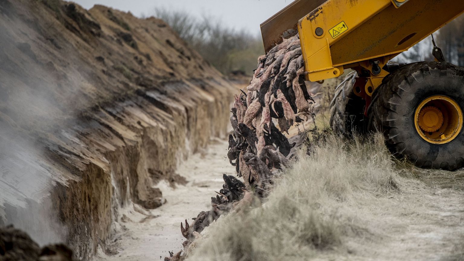 Denmark to dig up and incinerate millions of culled mink over pollution ...