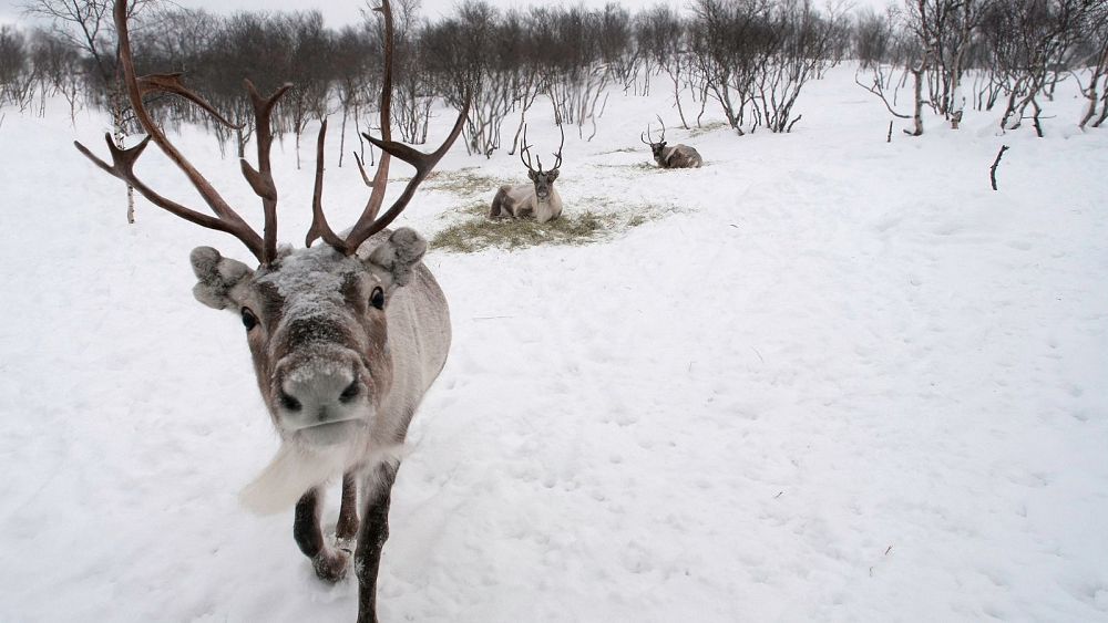 How is climate change hurting reindeer populations in the Arctic ...