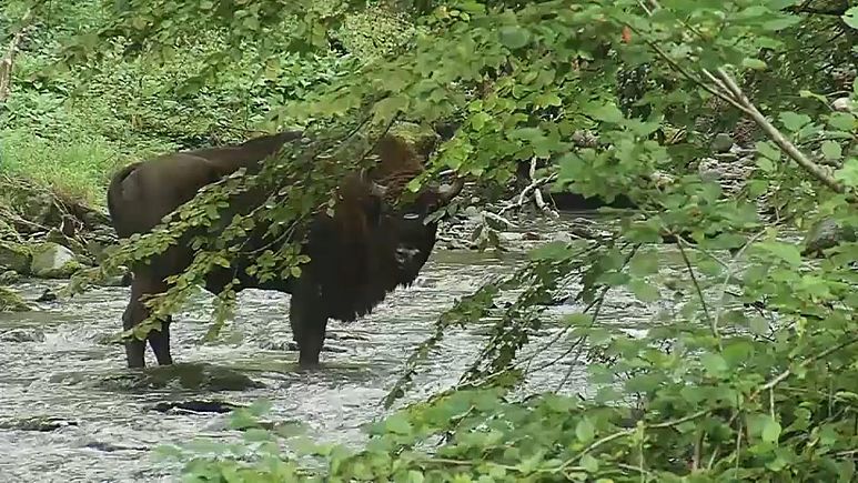 Le bison d'Europe, une espèce protégée | Euronews