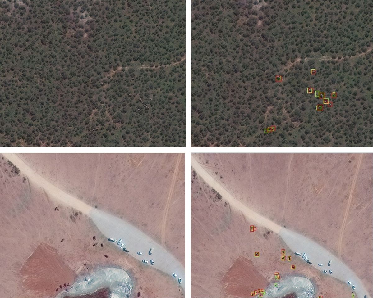 Scientists are using satellites to count elephants from space for the ...