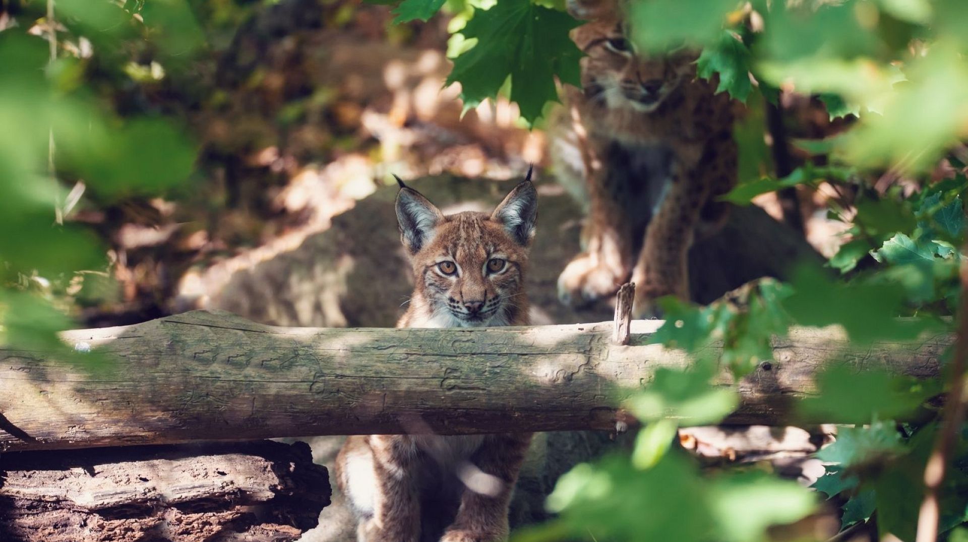This big cat was native to Scotland more than 500 years ago: Could ...