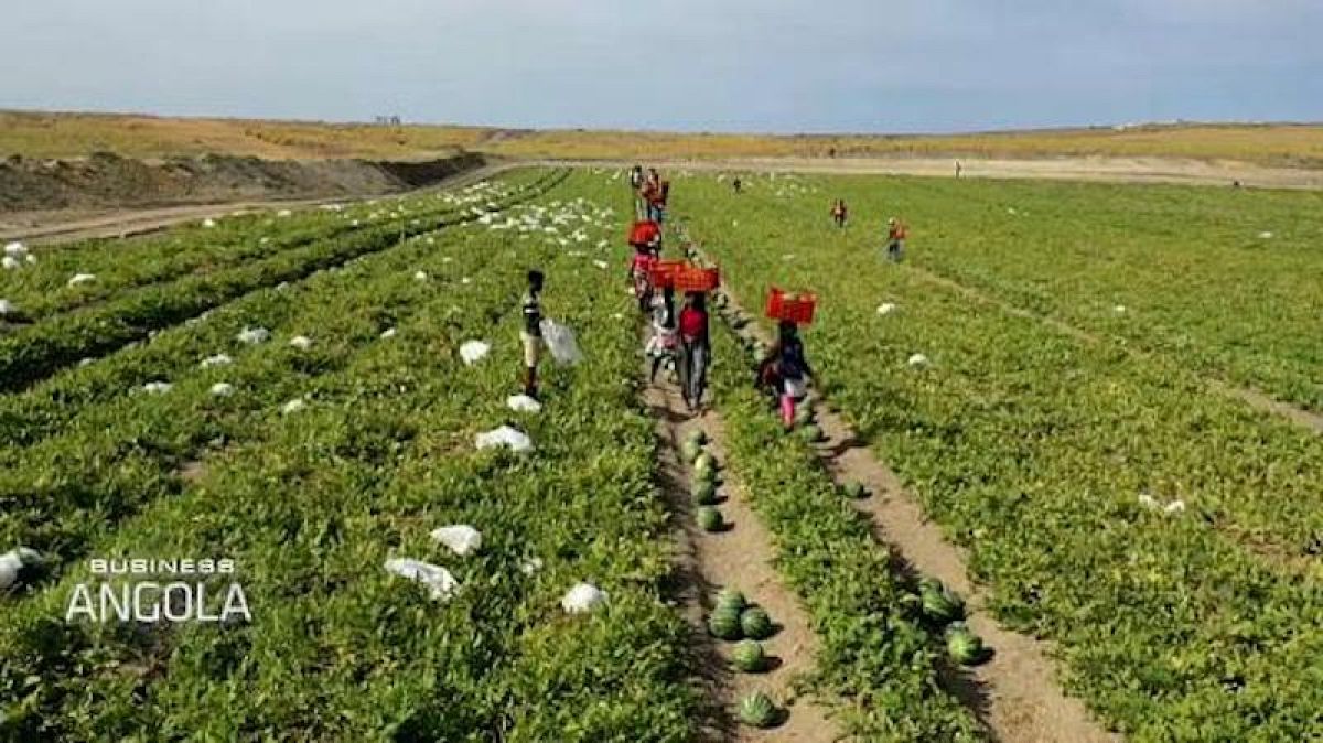 How one farm in Angola was successfully created during the COVID-19 ...