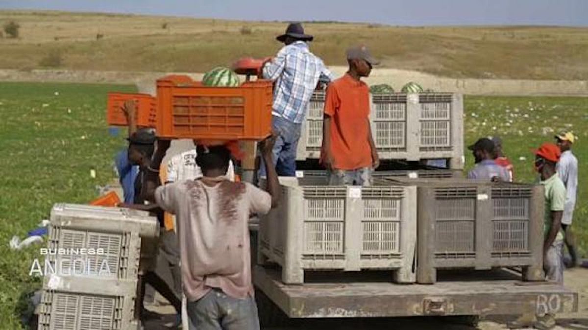 How one farm in Angola was successfully created during the COVID-19 ...