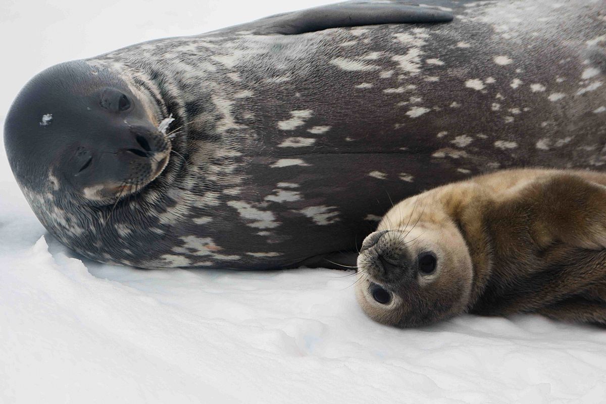 Pingüinos, focas y una biblioteca: La vida de un explorador polar en la ...