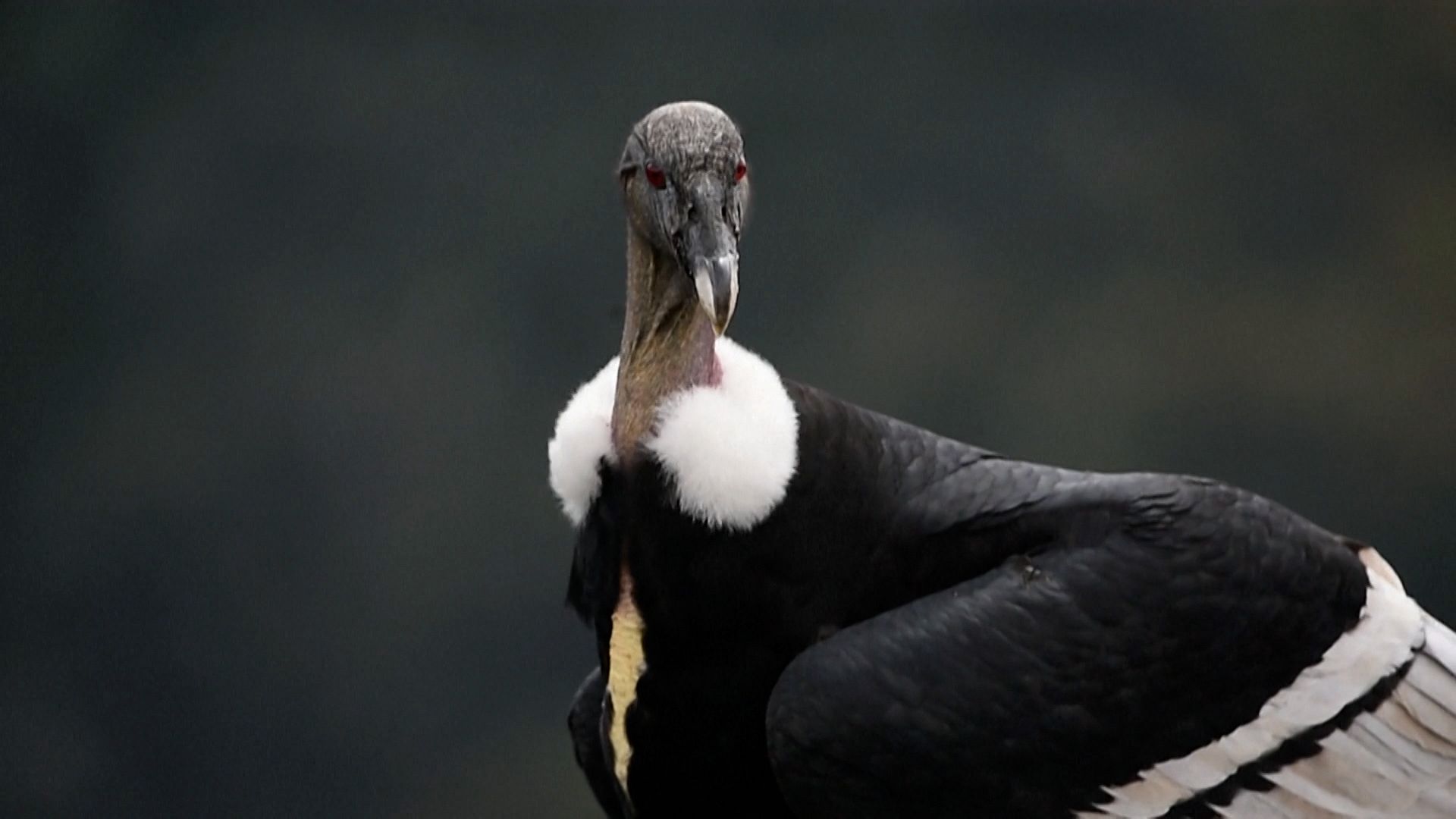 Video. Scientists and indigenous people unite to save Colombian condor ...